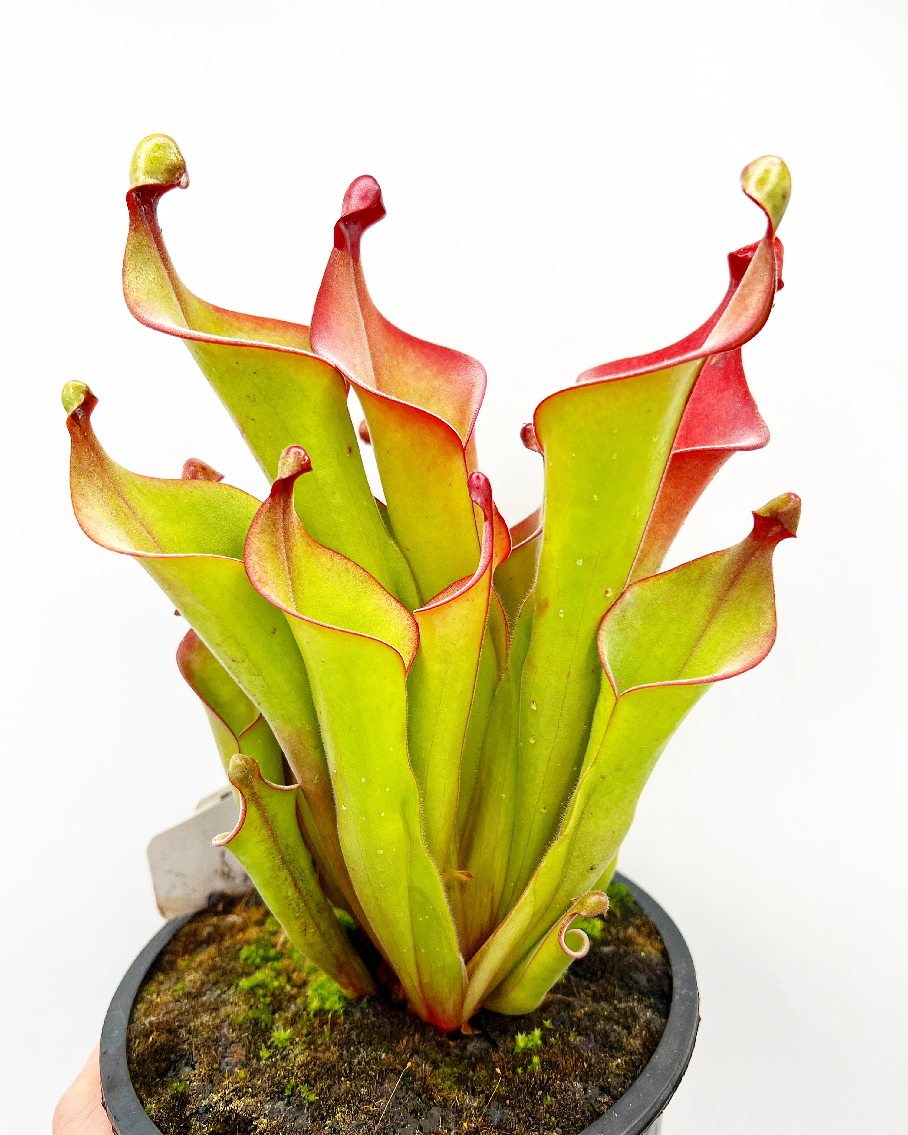 Collections – Little Carnivores