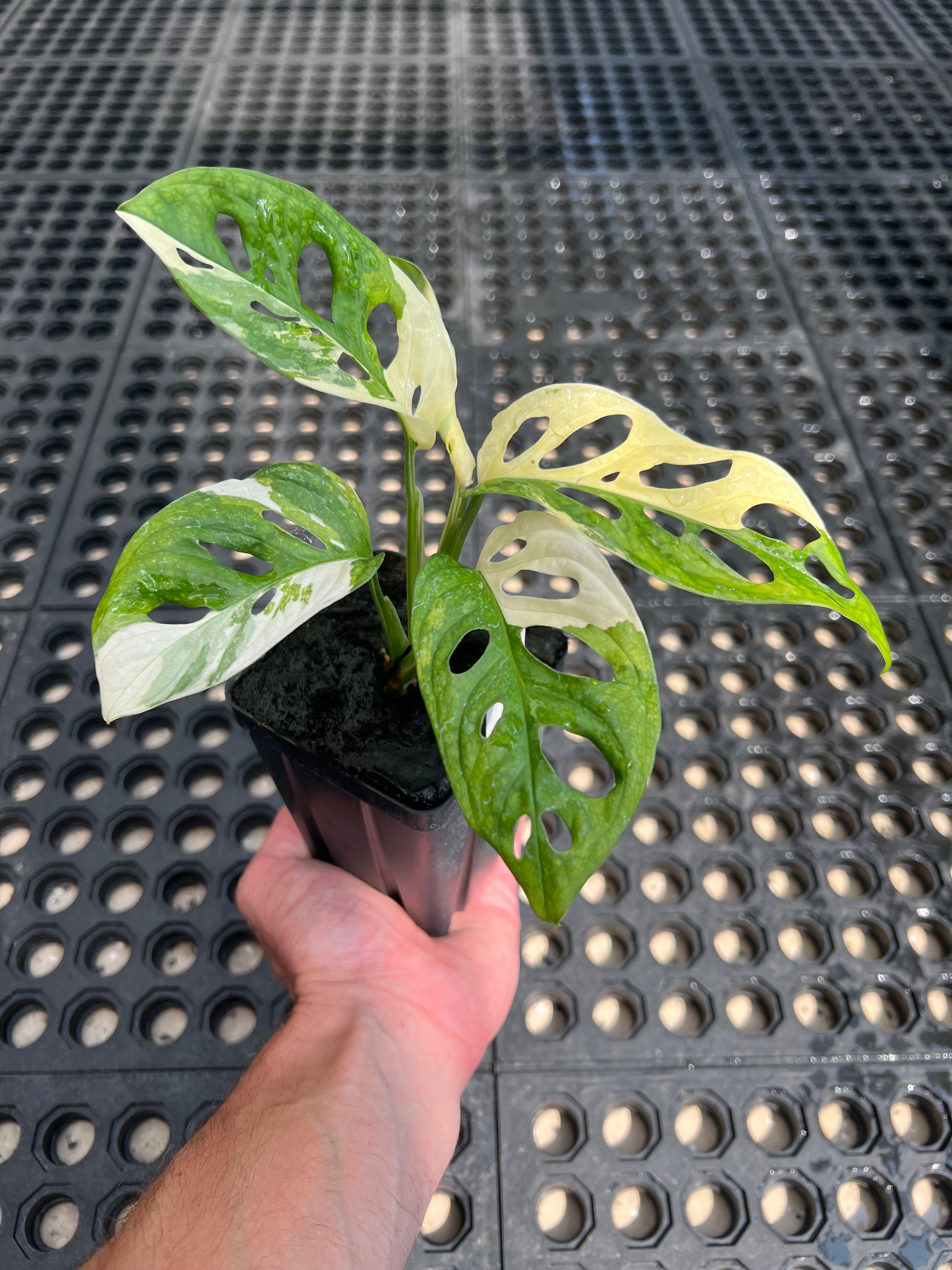 Monstera adansonii “Tricolor” LC – Little Carnivores
