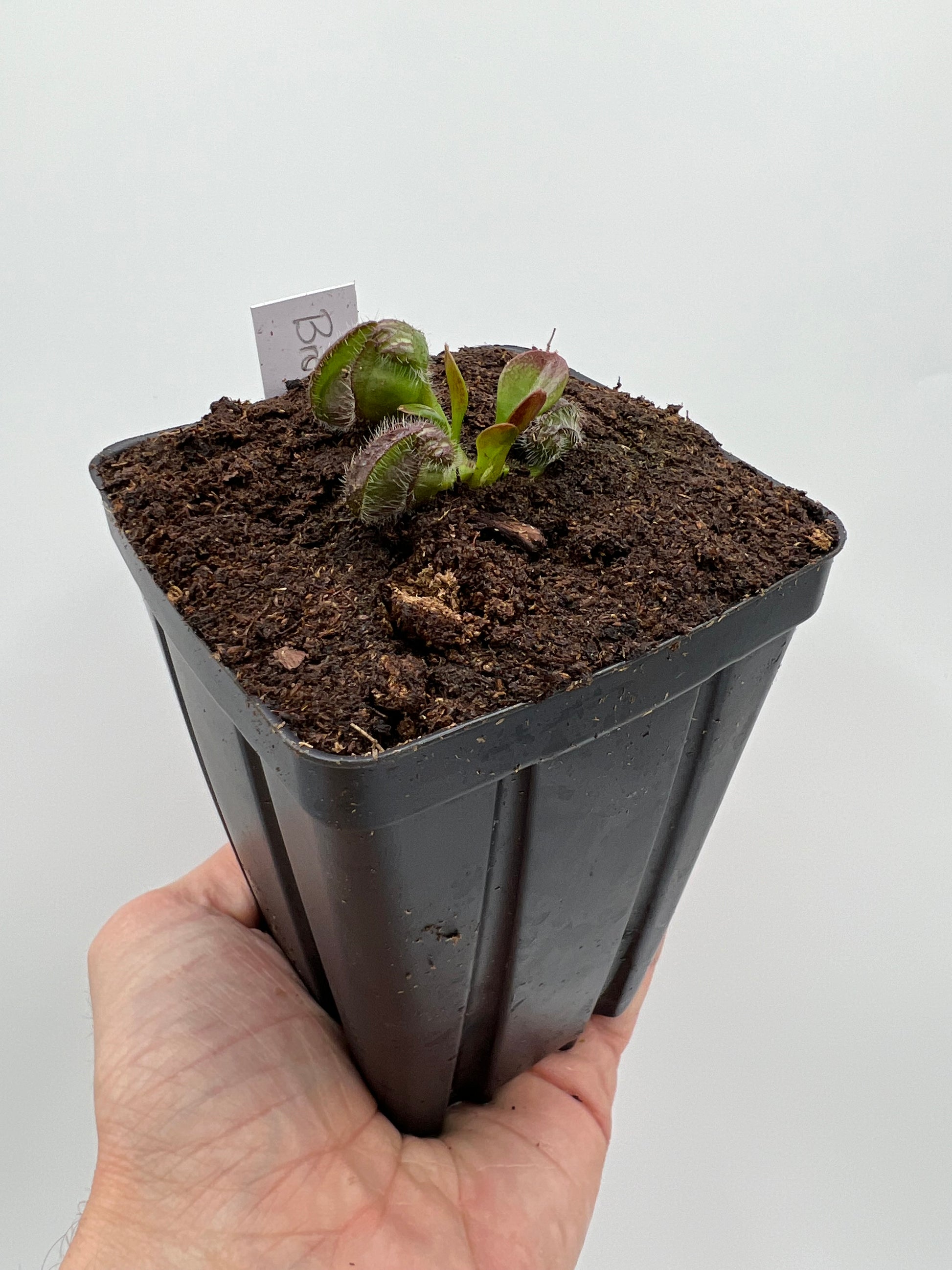 Cephalotus follicularis “Broke Inlet” – Little Carnivores