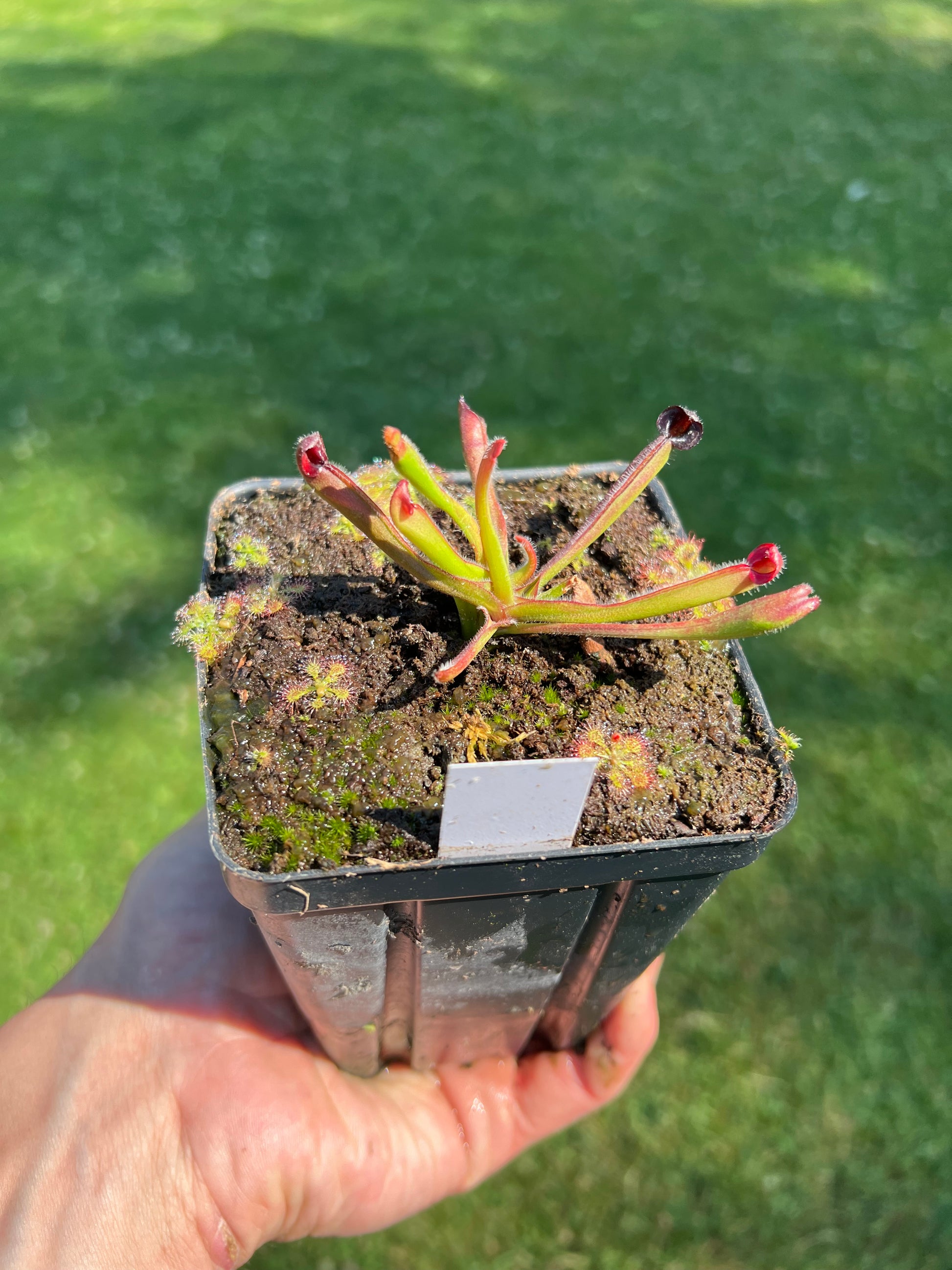 Heliamphora sarracenioides (AW-H-Sar-02SG) - juvenile – Little Carnivores