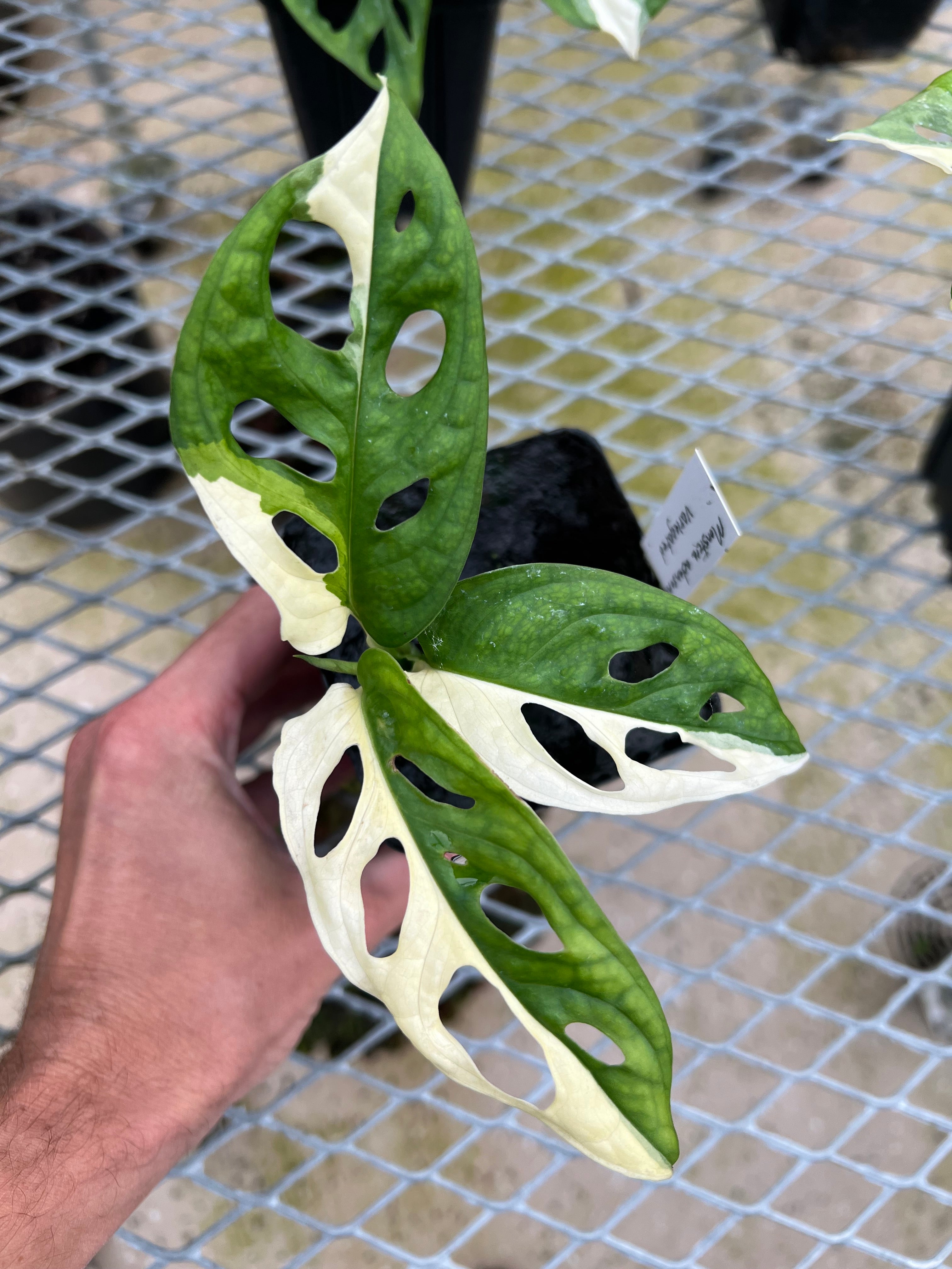 Monstera adansonii “Tricolor” LC – Little Carnivores