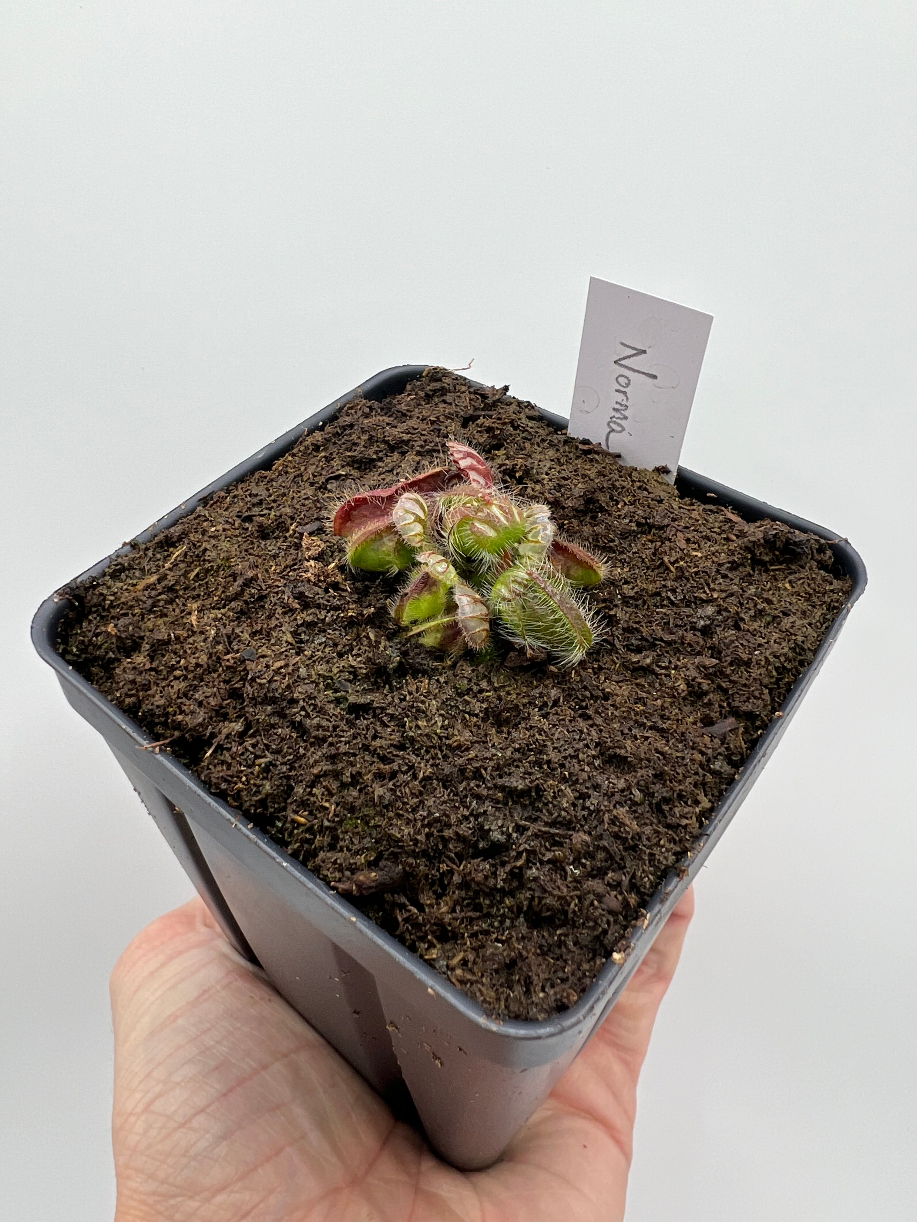 Cephalotus follicularis ”Norma” – Little Carnivores