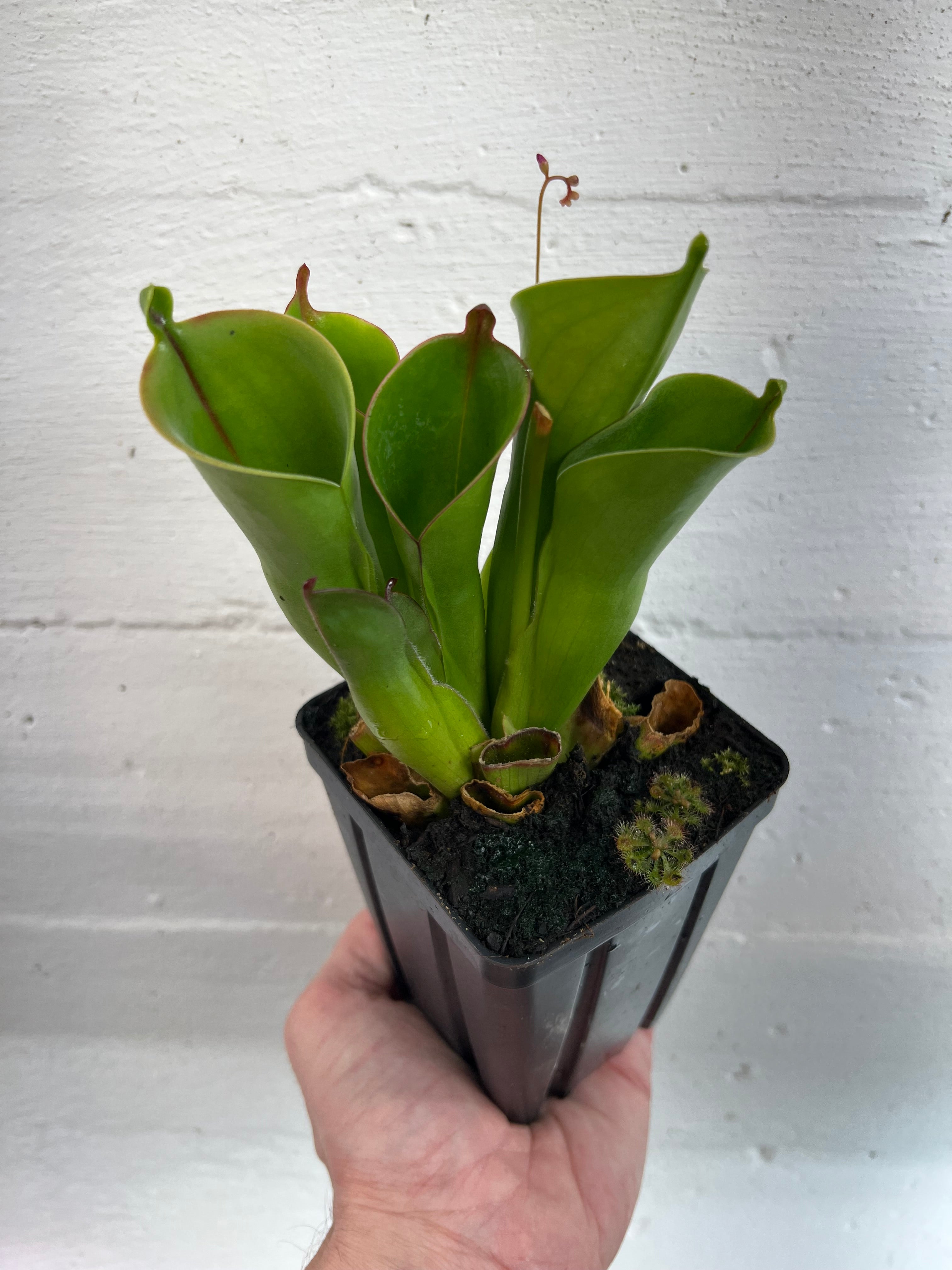 Heliamphora heterodoxa x minor – Little Carnivores