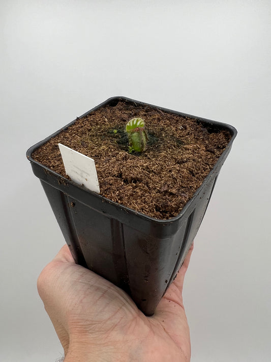 Products – Page 2 – Little Carnivores