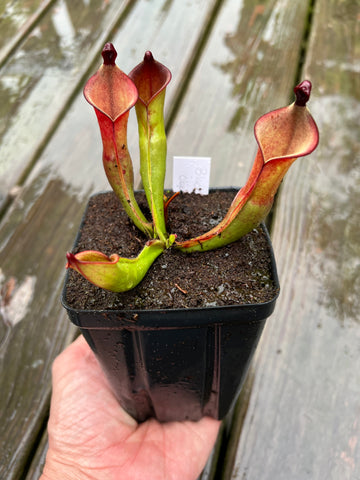 Heliamphora – Little Carnivores