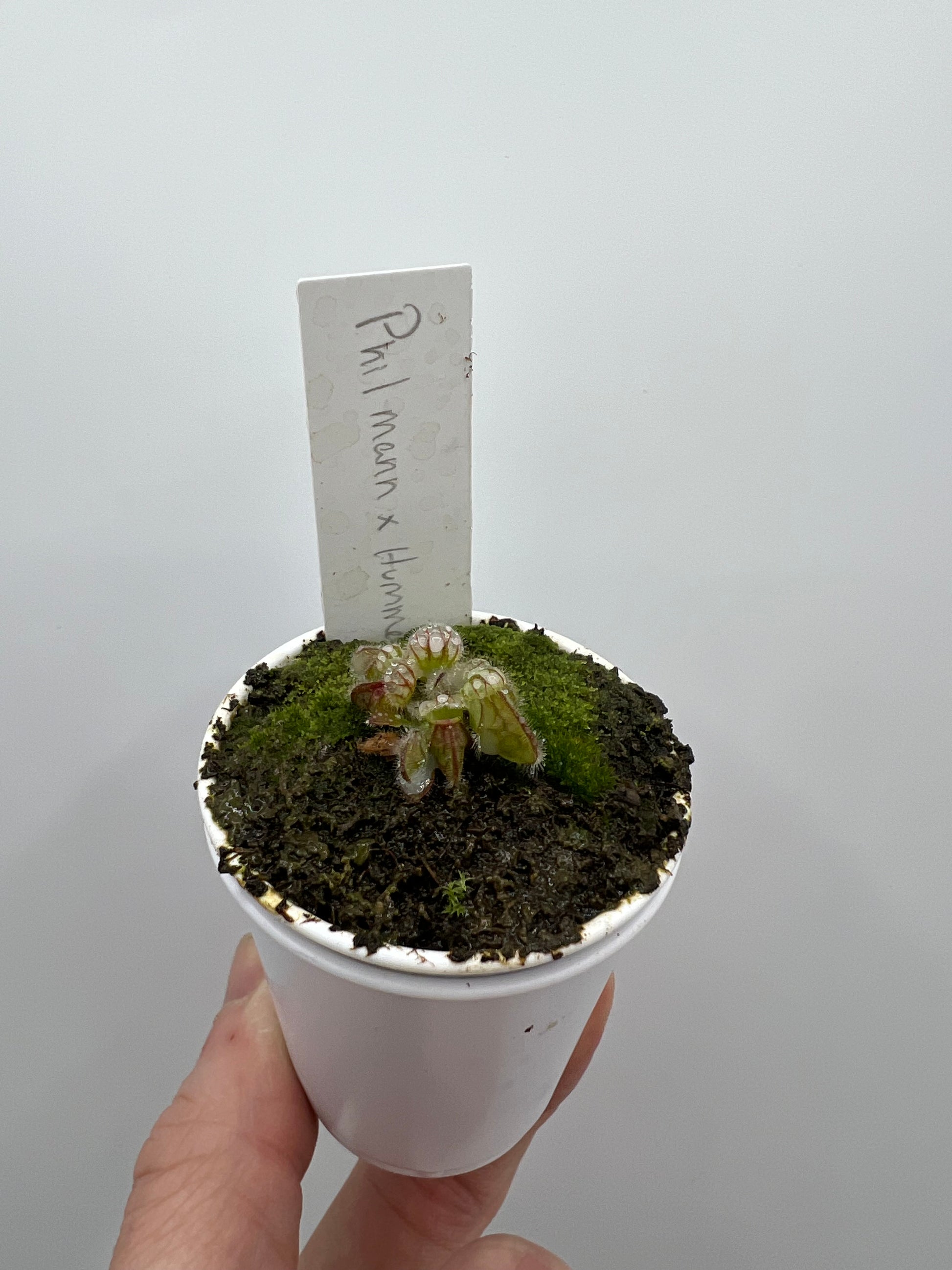 Cephalotus follicularis “Phil Mann” x “Hummers Giant” – Little Carnivores