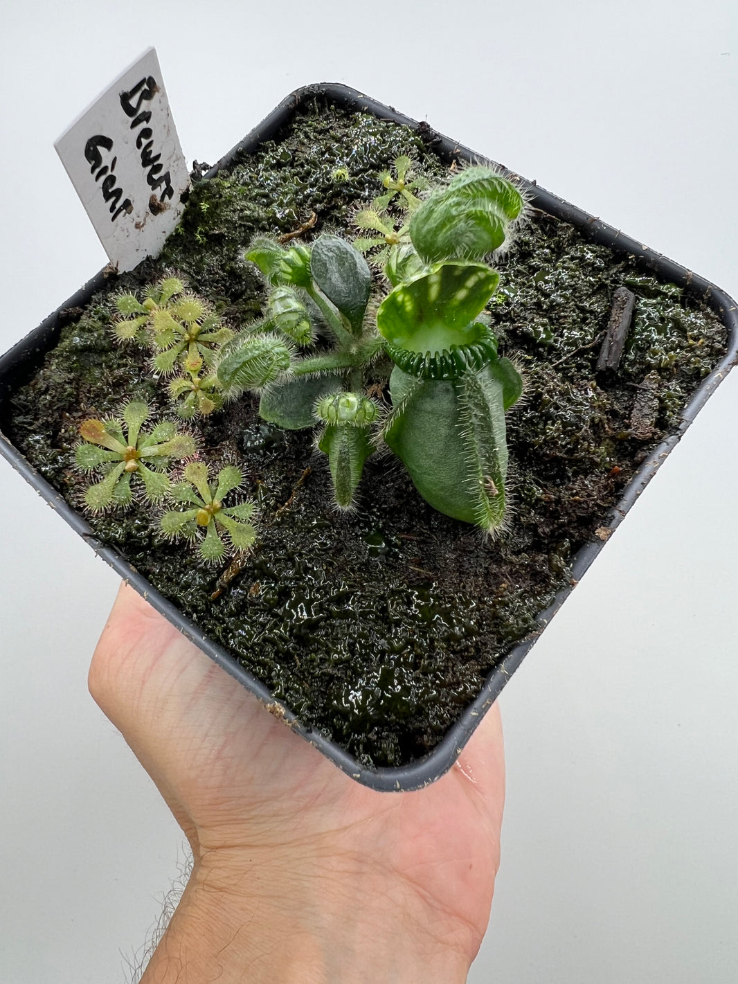 Cephalotous follicularis (Albany Pitcher Plant) – Little Carnivores