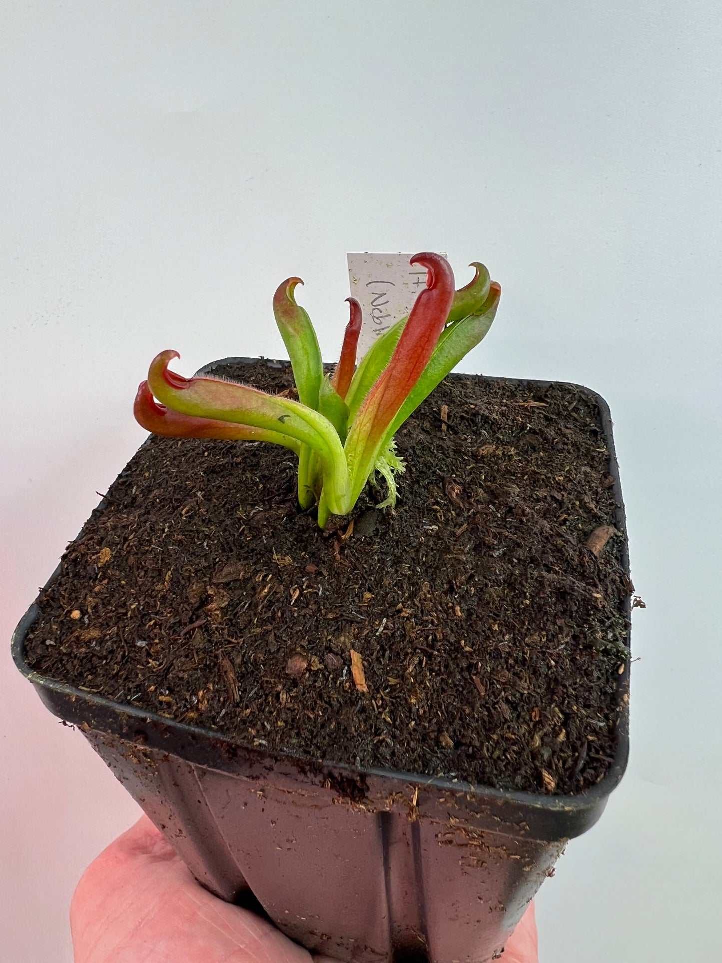 Heliamphora hispida (Cerro Neblina) – Little Carnivores