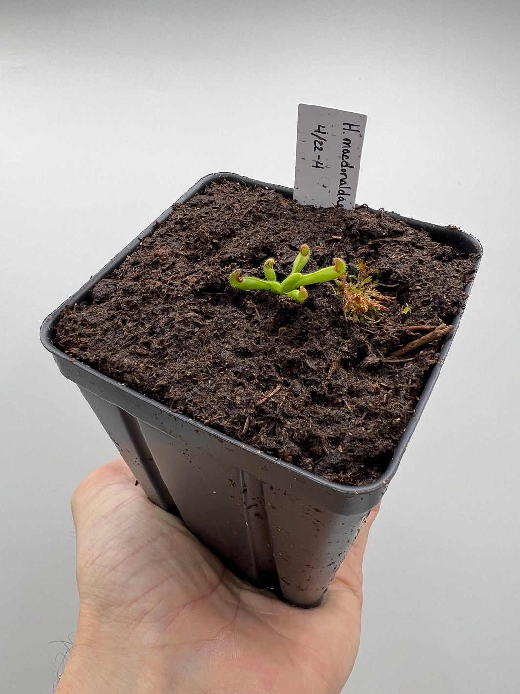 Heliamphora – Little Carnivores