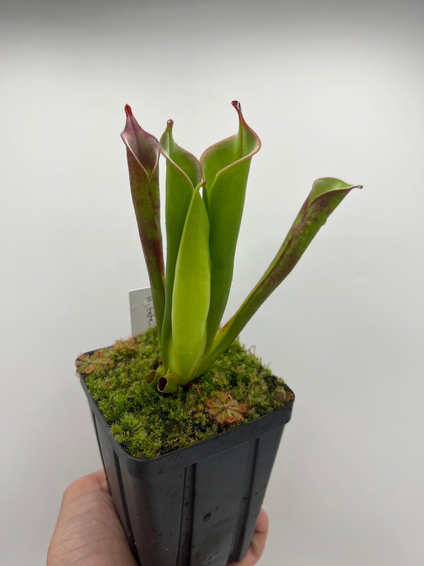Heliamphora tatei (Cerro Duida) – Little Carnivores