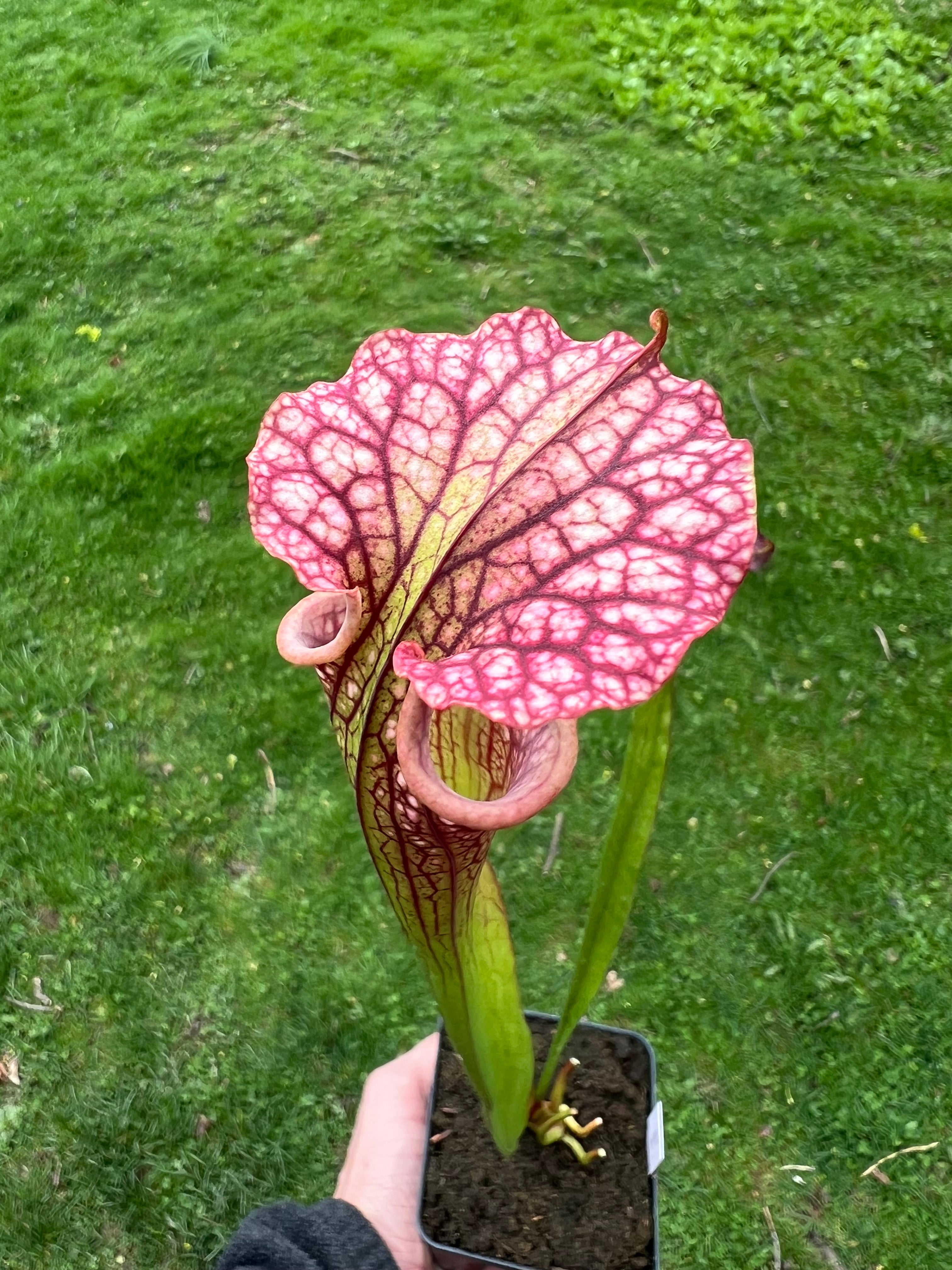 Sarracenia “Purple Sparks” - (Phil Faulisi) – Little Carnivores
