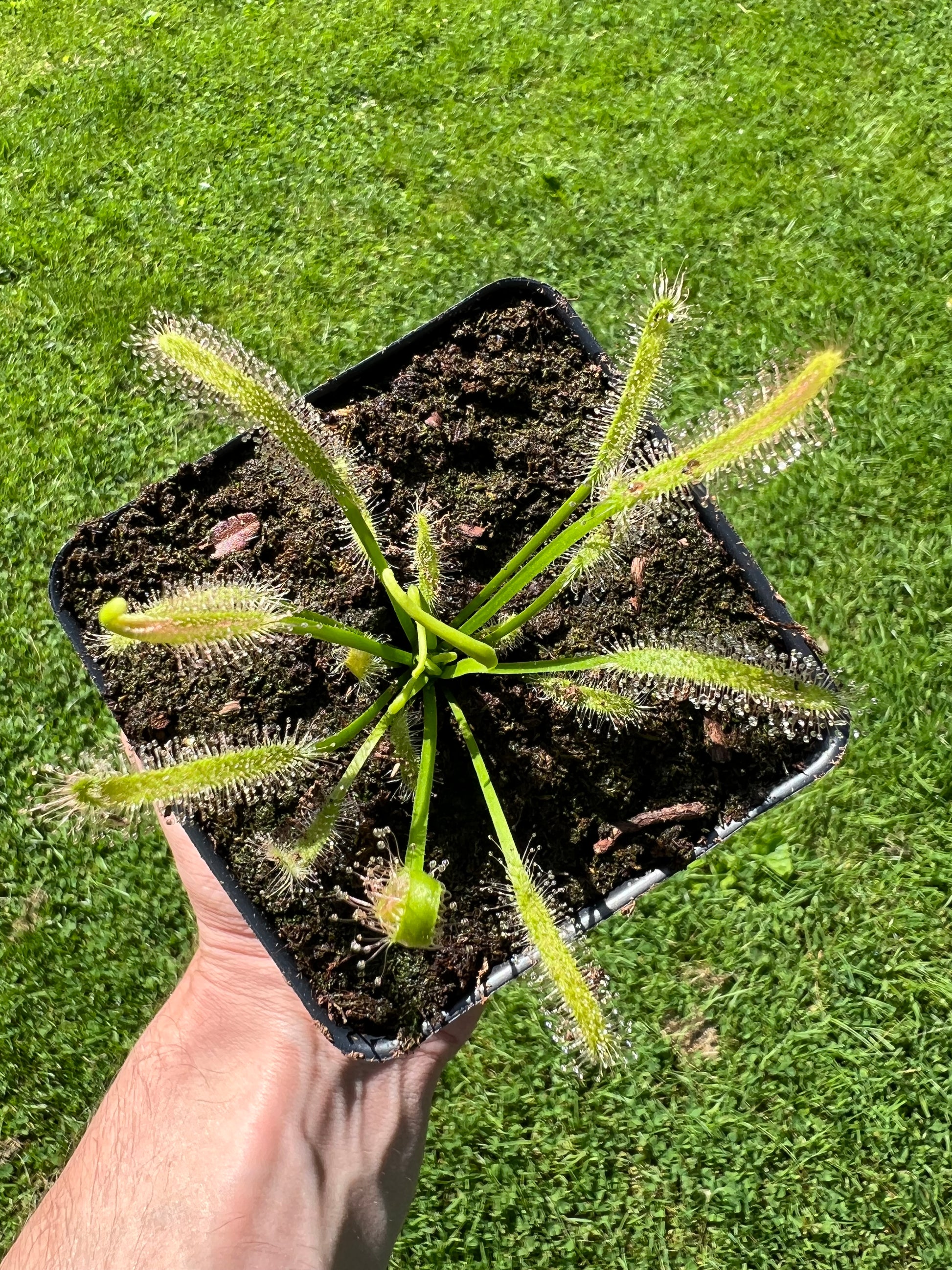 Drosera capensis ‘Albino’ (White Flower) - Single, Potted – Little ...