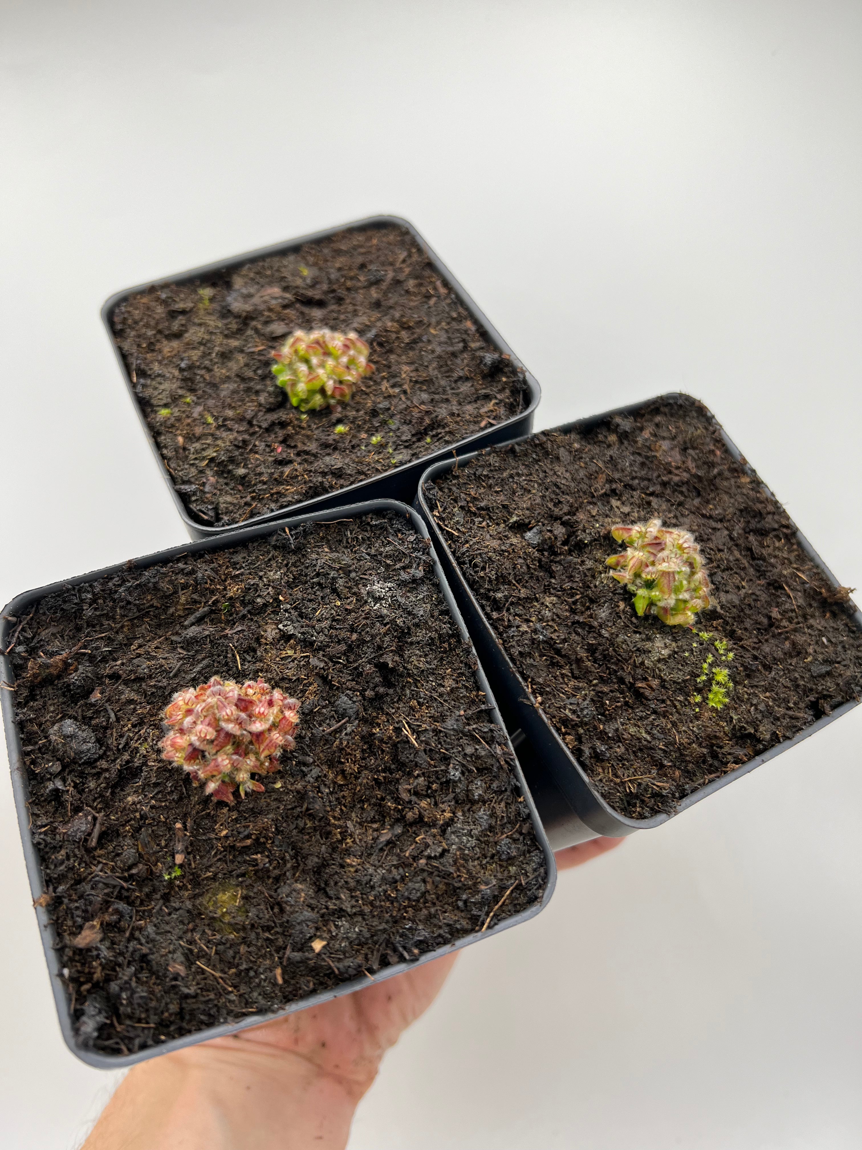 Cephalotus follicularis - Typical, Potted – Little Carnivores
