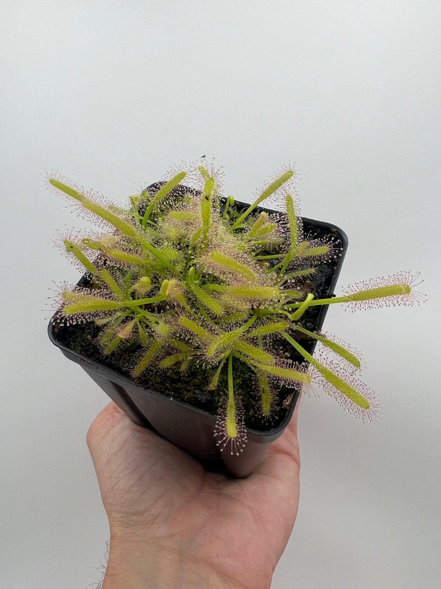 Drosera capensis ‘Alba’ (White Flower) - Single, Potted – Little Carnivores