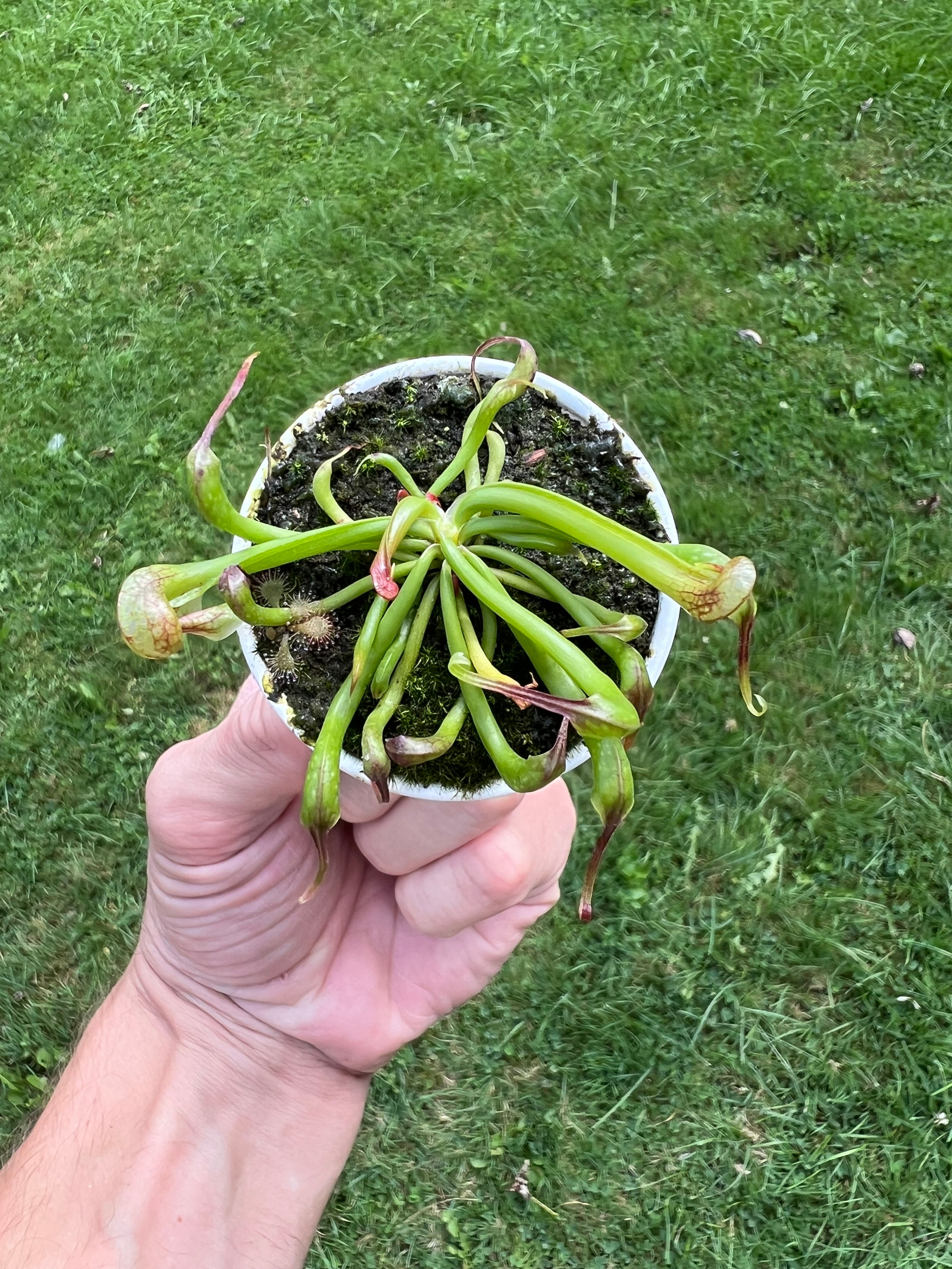 Darlingtonia californica (Cobra Pitcher Plant) – Little Carnivores