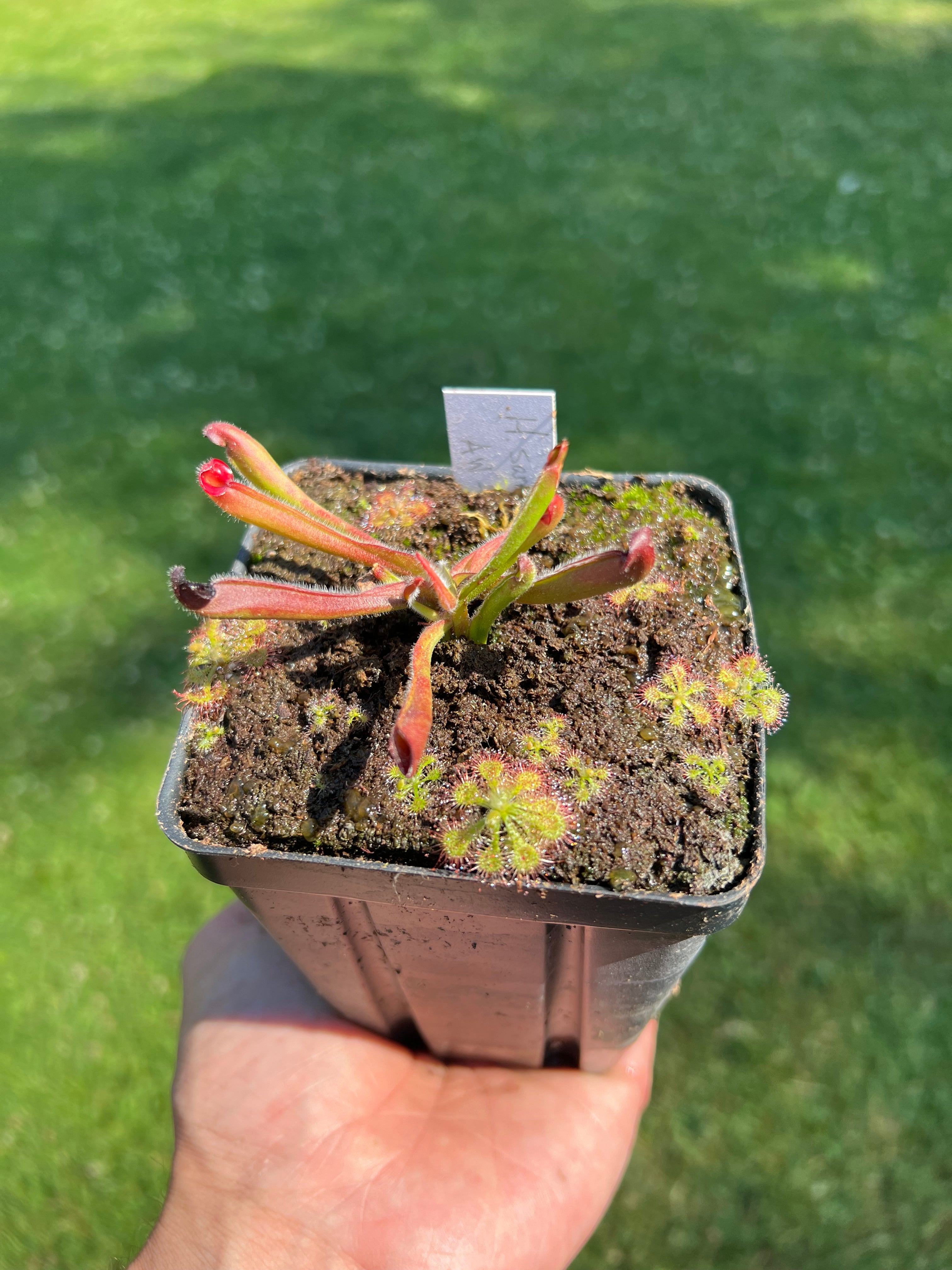 Heliamphora sarracenioides (AW-H-Sar-02SG) - juvenile – Little Carnivores