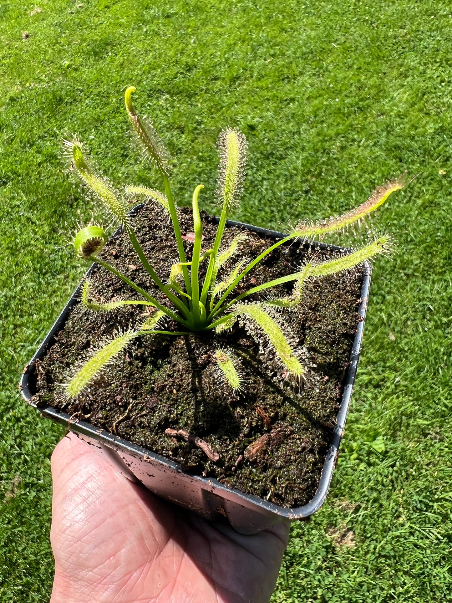Drosera capensis ‘Albino’ (White Flower) - Single, Potted – Little ...