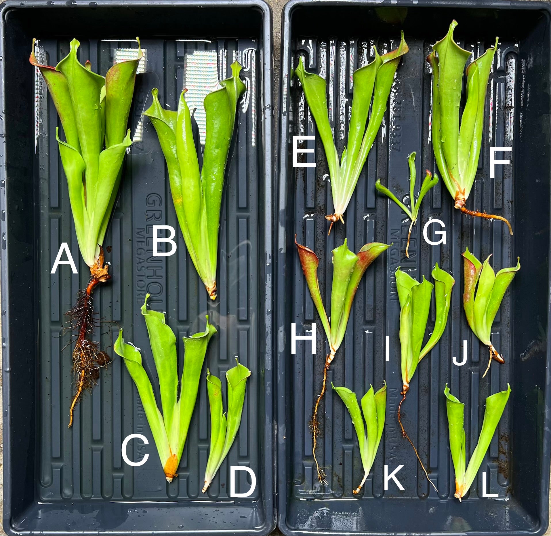 Heliamphora tatei (Cerro Duida) - Fresh Divisions – Little Carnivores