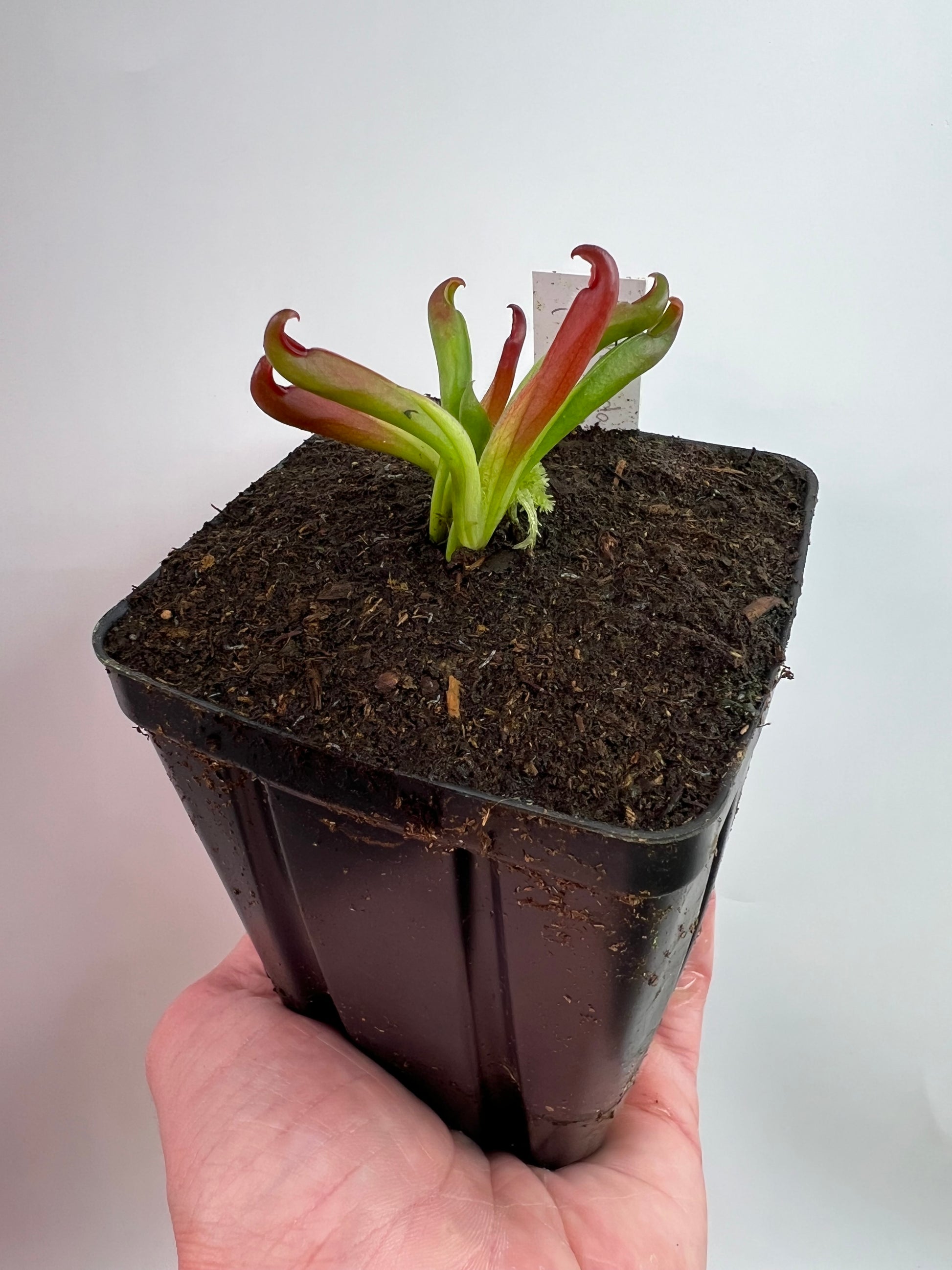 Heliamphora hispida (Cerro Neblina) – Little Carnivores